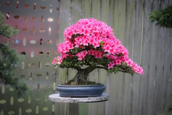 Bonsai Simulator game in development by CGS for 2024